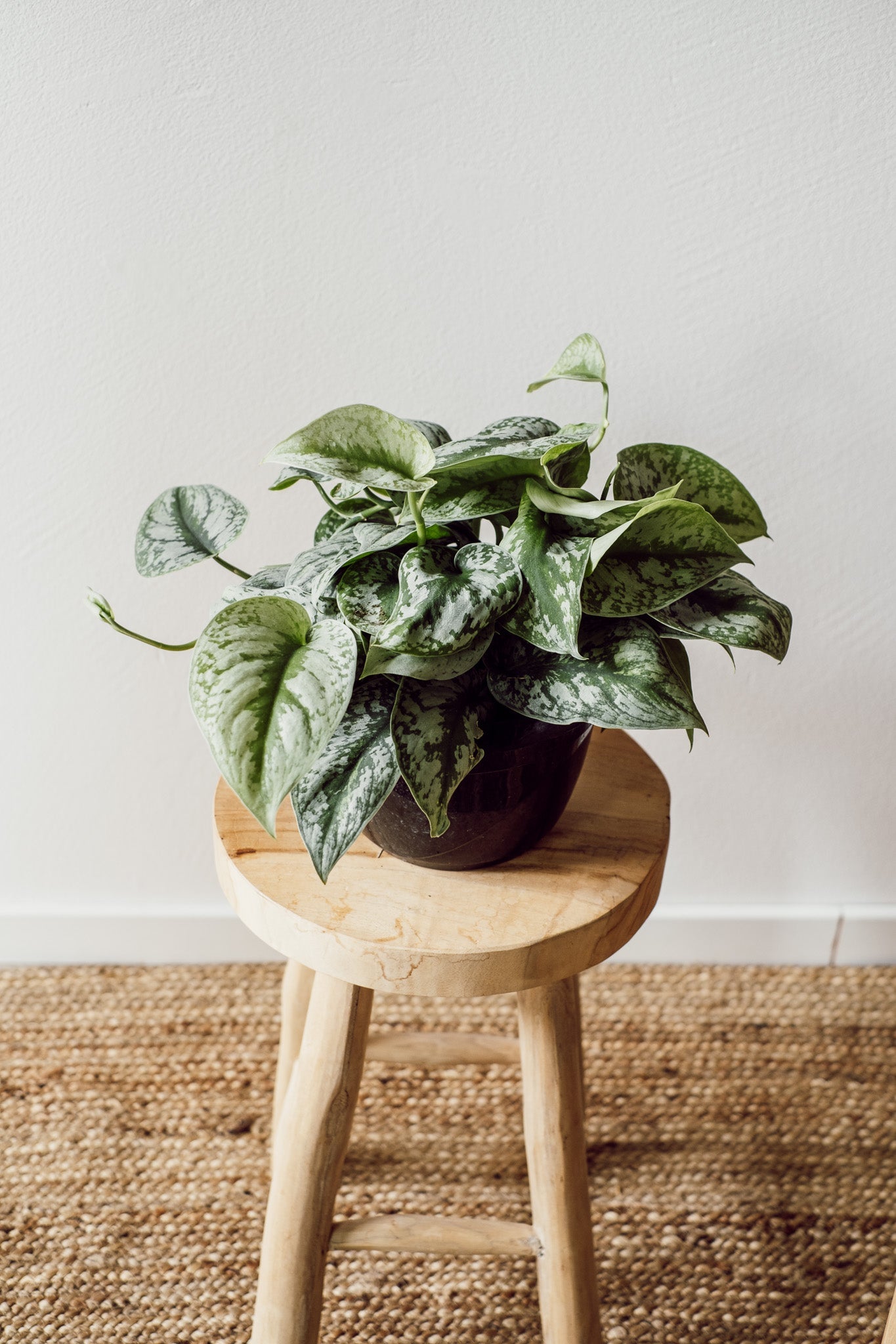 Scindapsus Trebbie – Exotic climbing plant for every home – Viva tu Casa